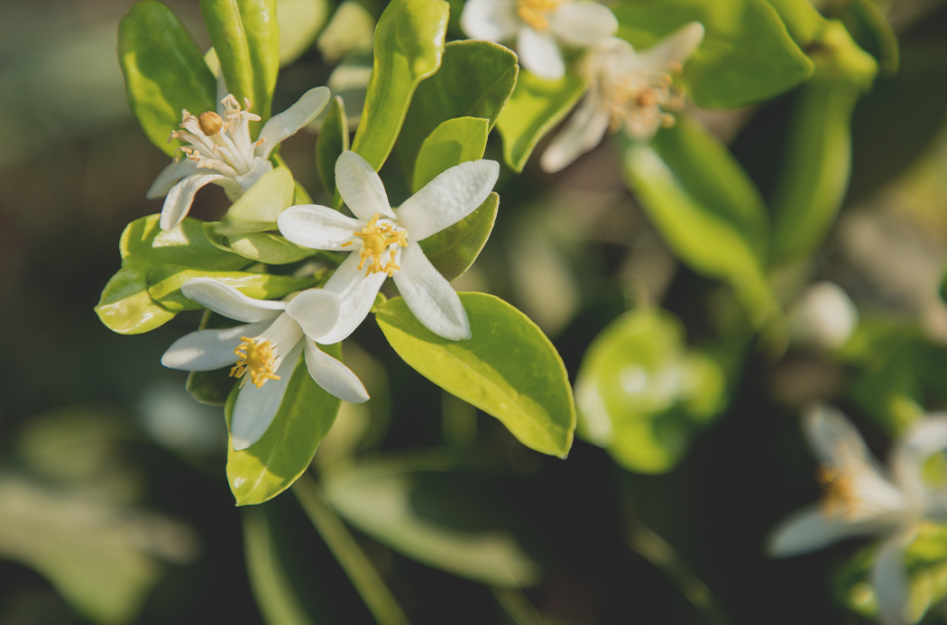 Essential Oils Pure and Natural | dōTERRA Essential Oils